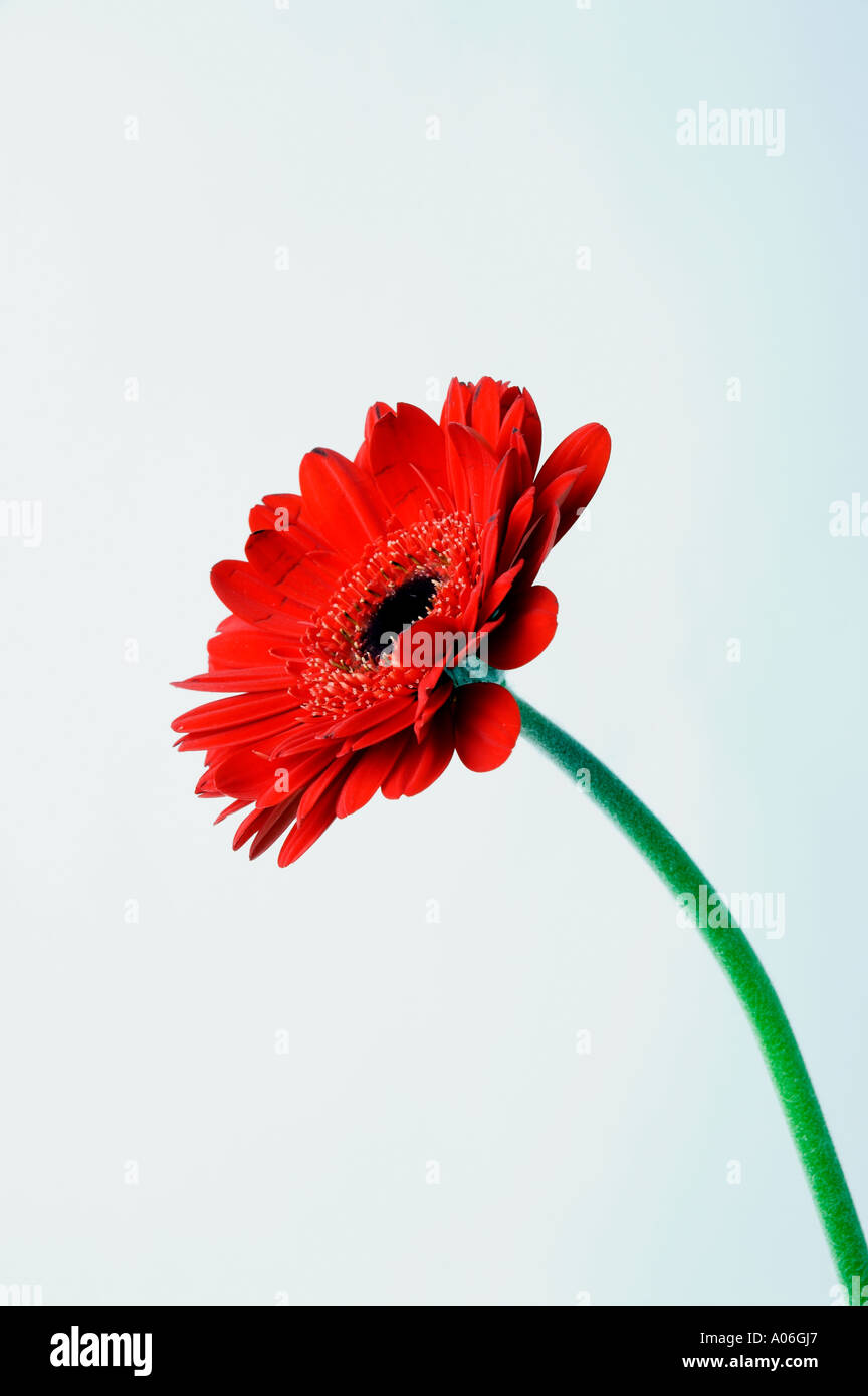 Gerbera Flowers in Bloom Stock Photo - Alamy
