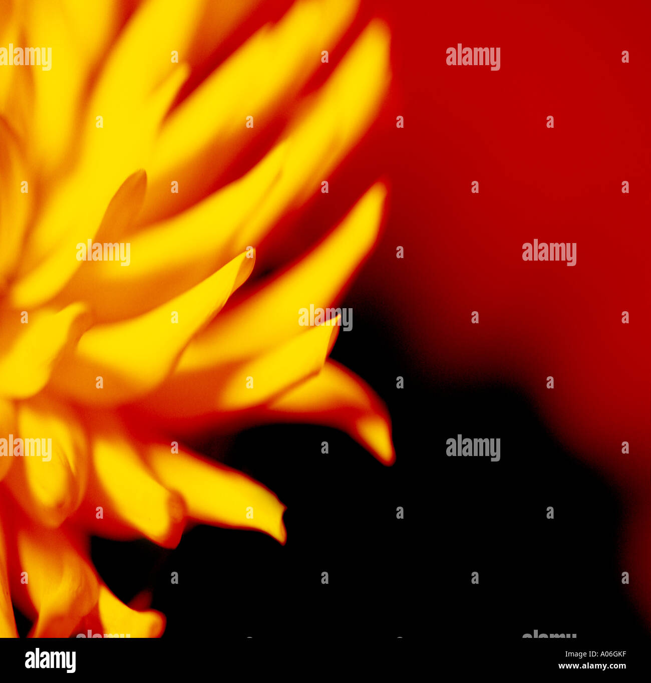 yellow flower on red background Stock Photo - Alamy
