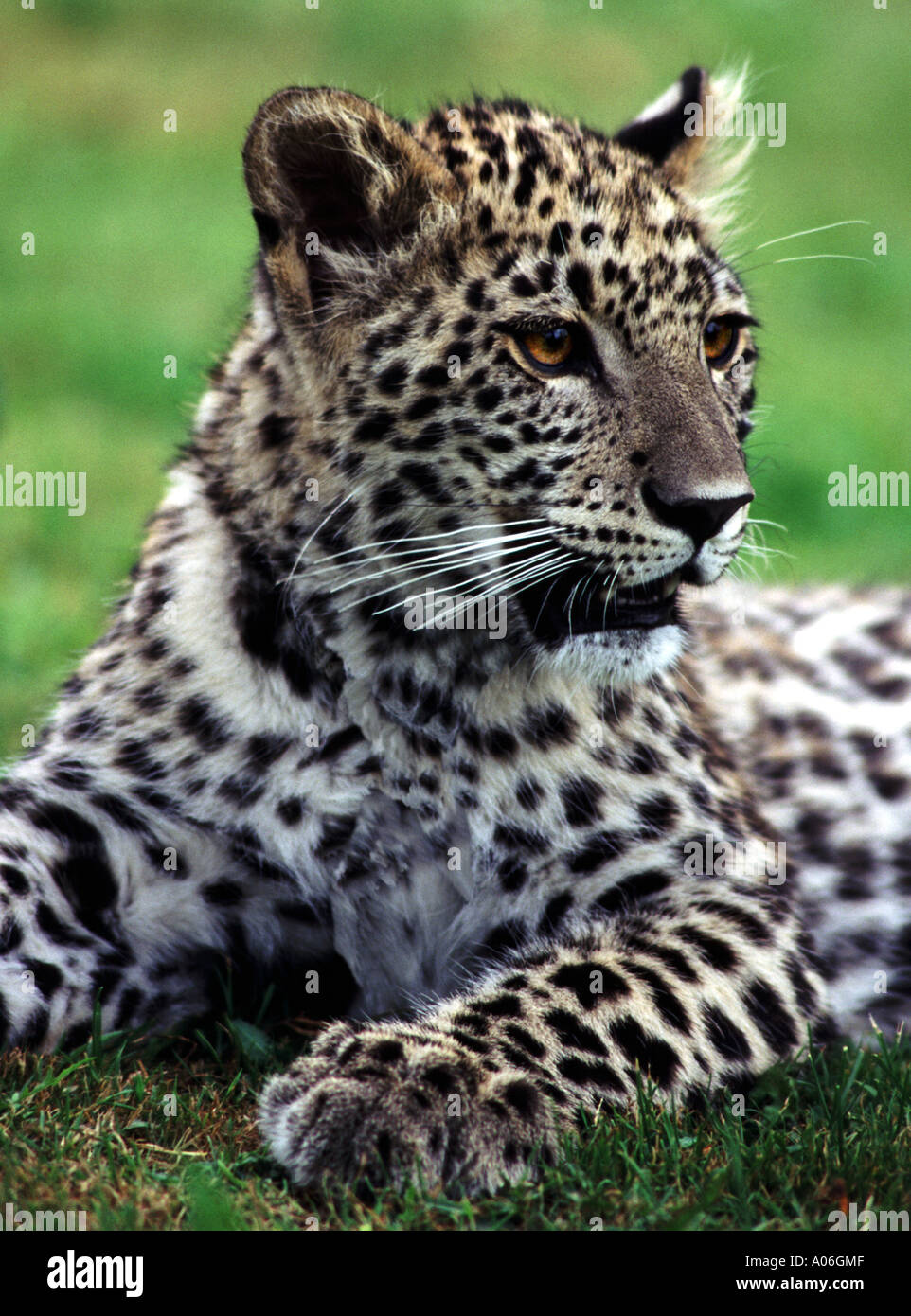 Iranian leopard hi-res stock photography and images - Alamy