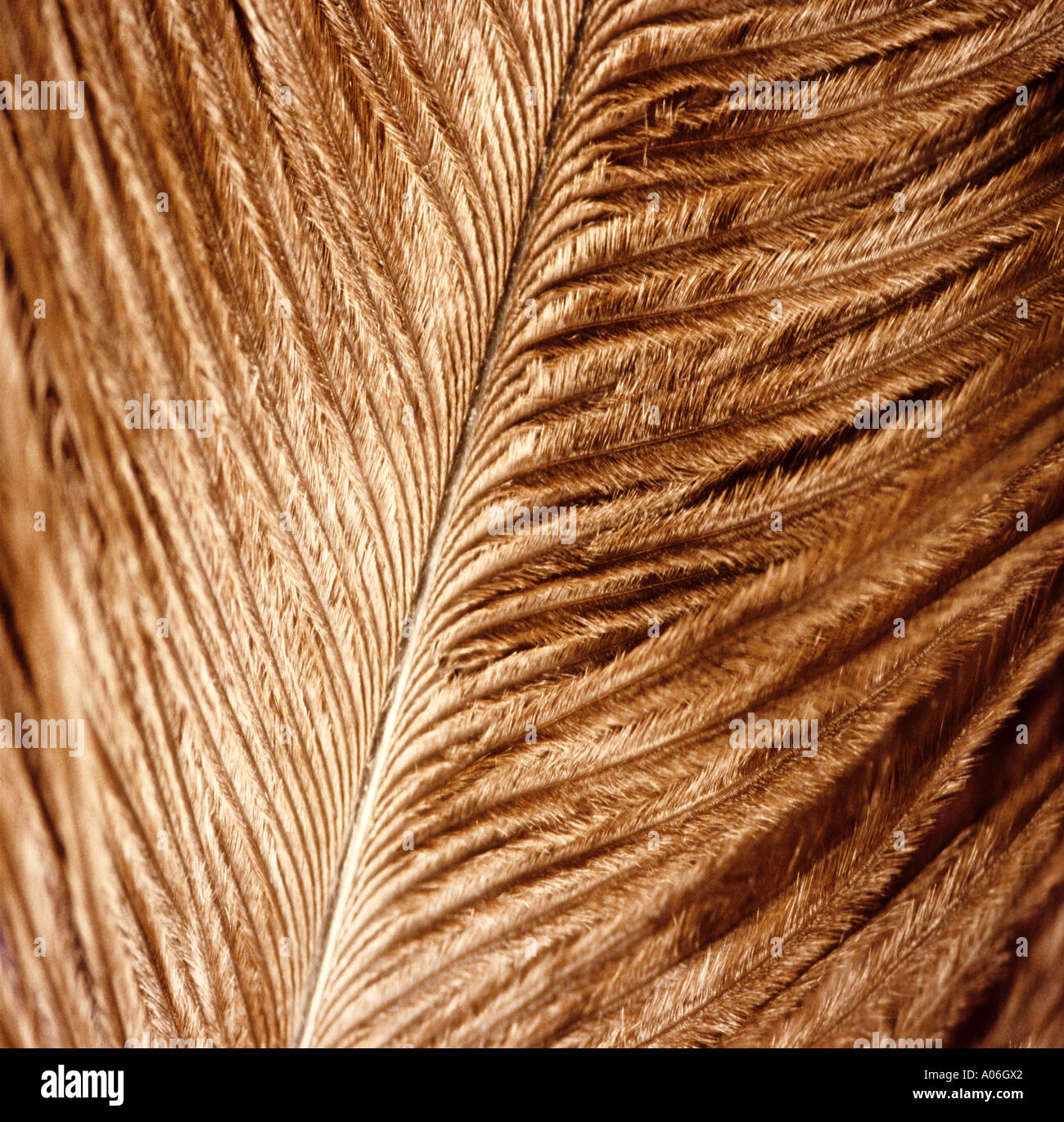 feather still life - abstract closeup Stock Photo - Alamy