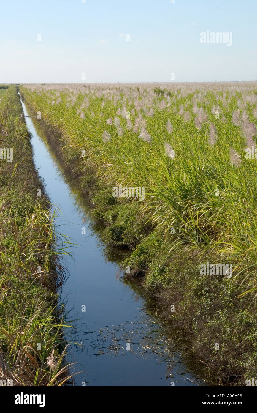 Irrigation ditch sugar cane field hi-res stock photography and images ...