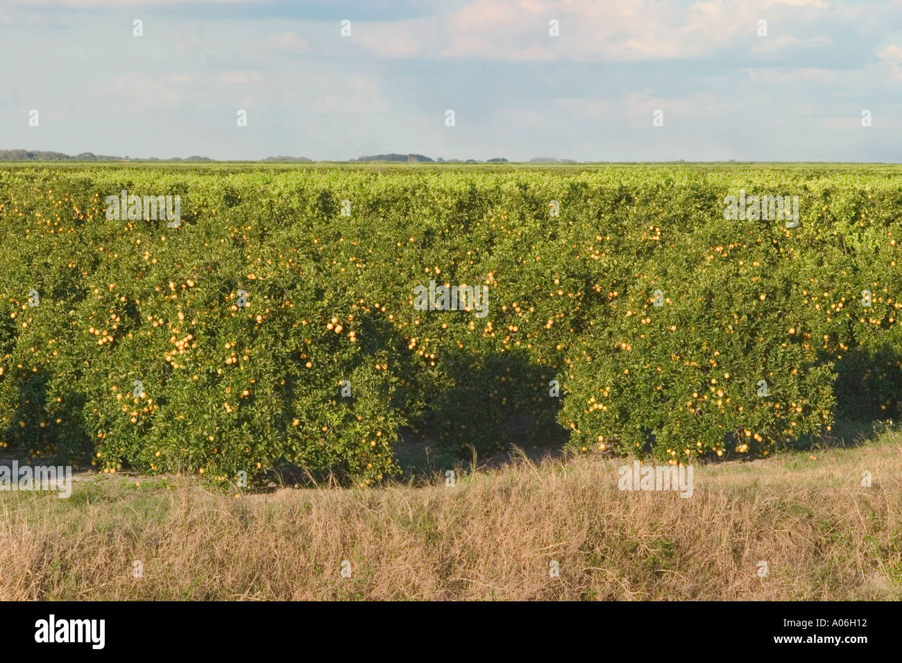 Central florida orange grove hi-res stock photography and images - Alamy