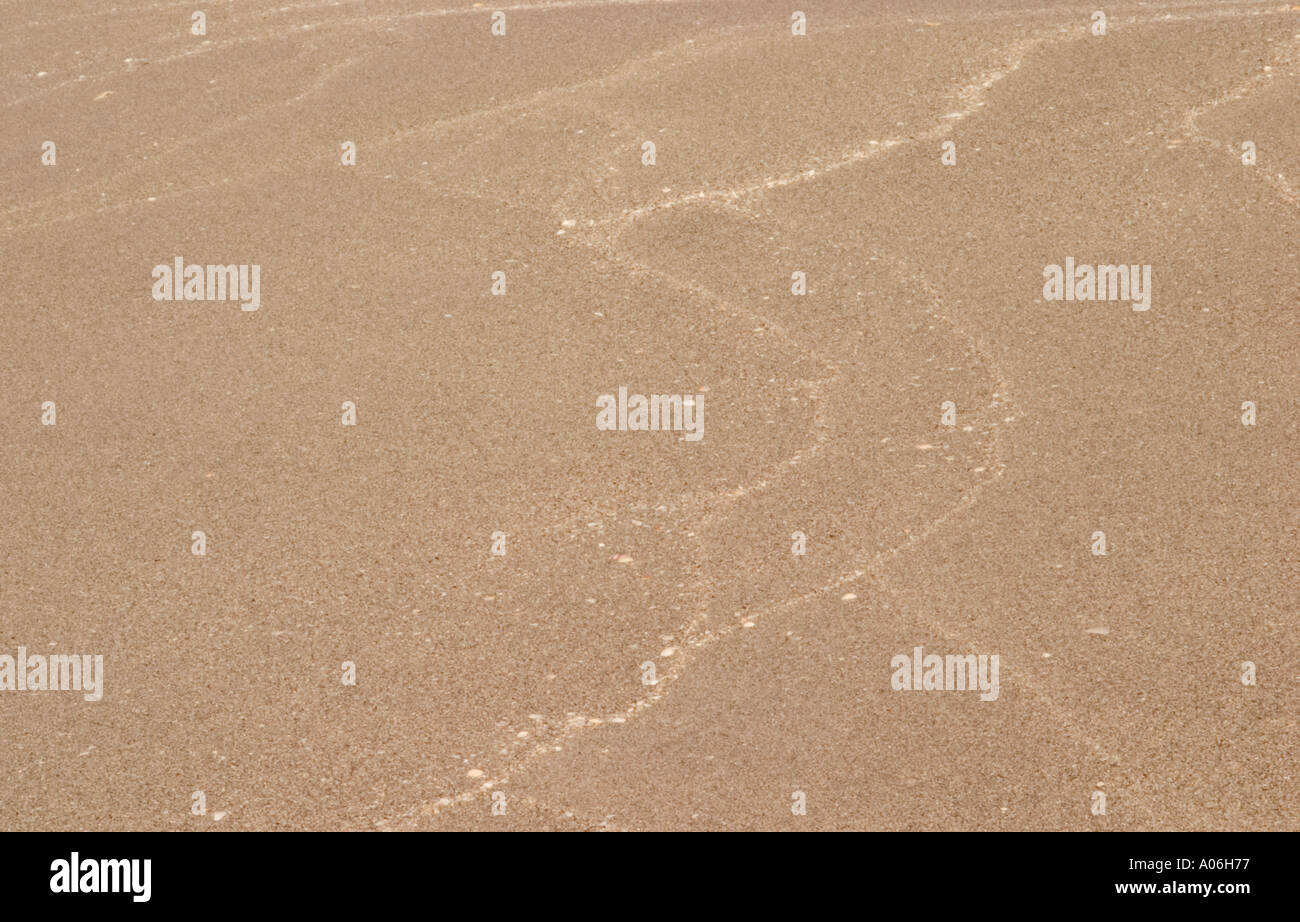 Patterns in sand and shells on Venice Beach Florida Stock Photo - Alamy