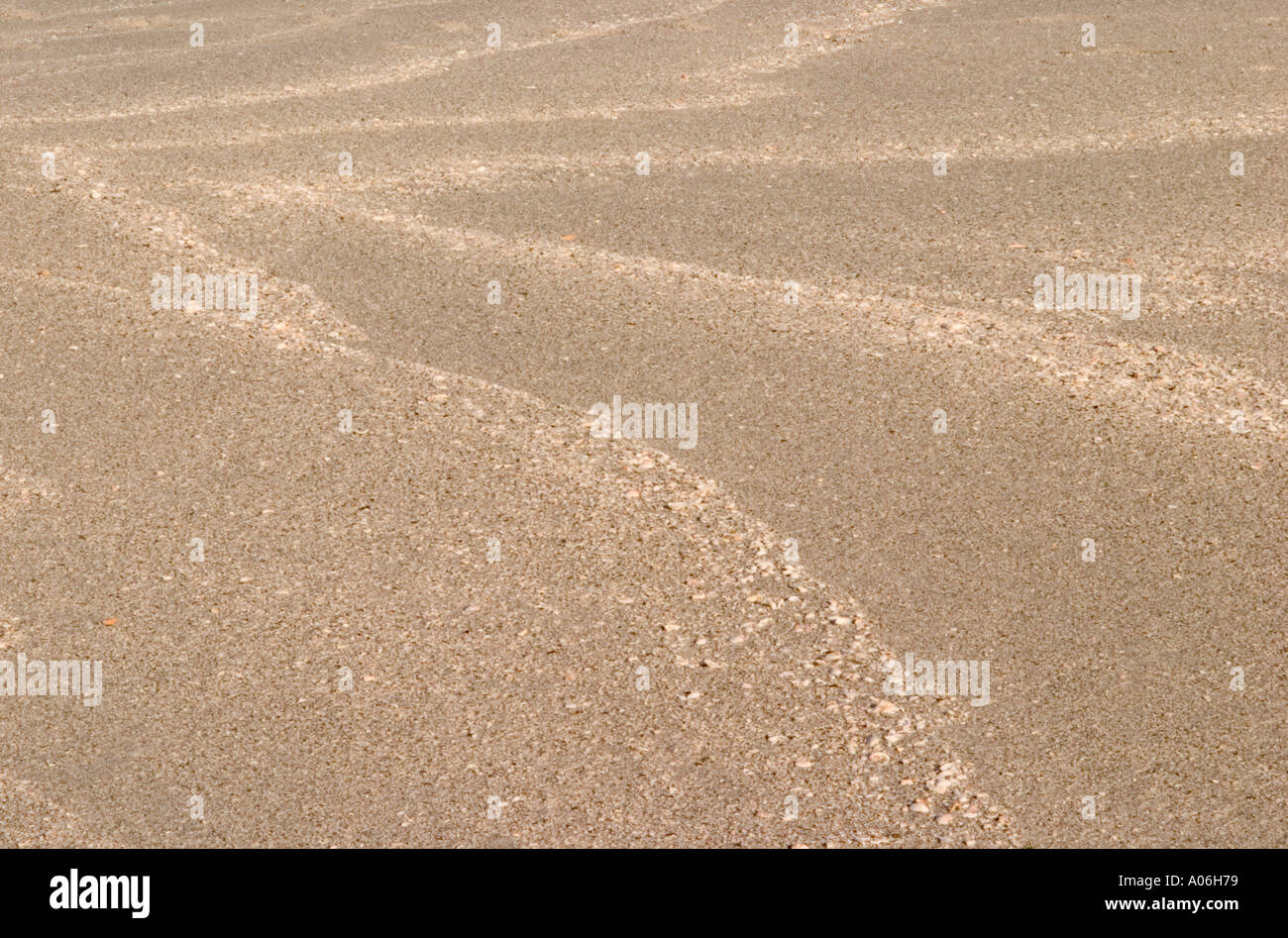Patterns in sand and shells on Venice Beach Florida Stock Photo - Alamy