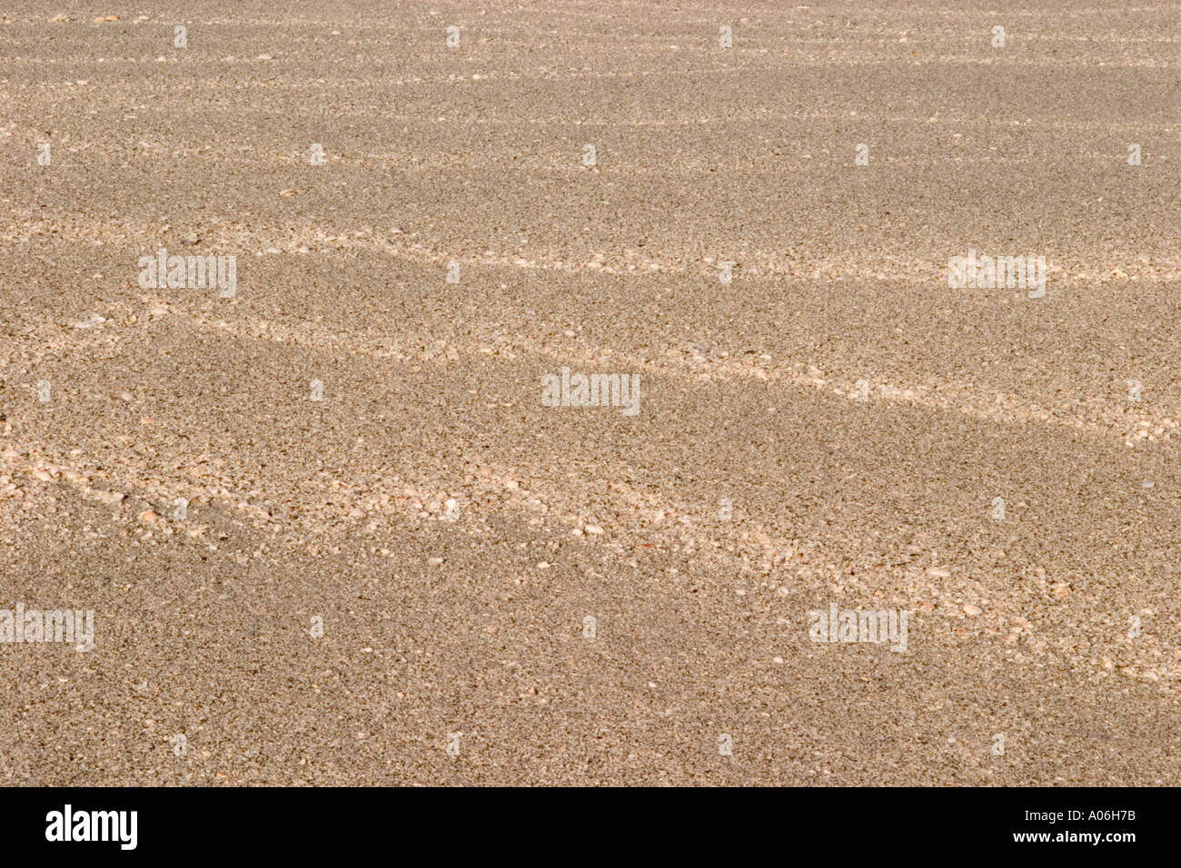 Venice beach florida shells hi-res stock photography and images - Alamy