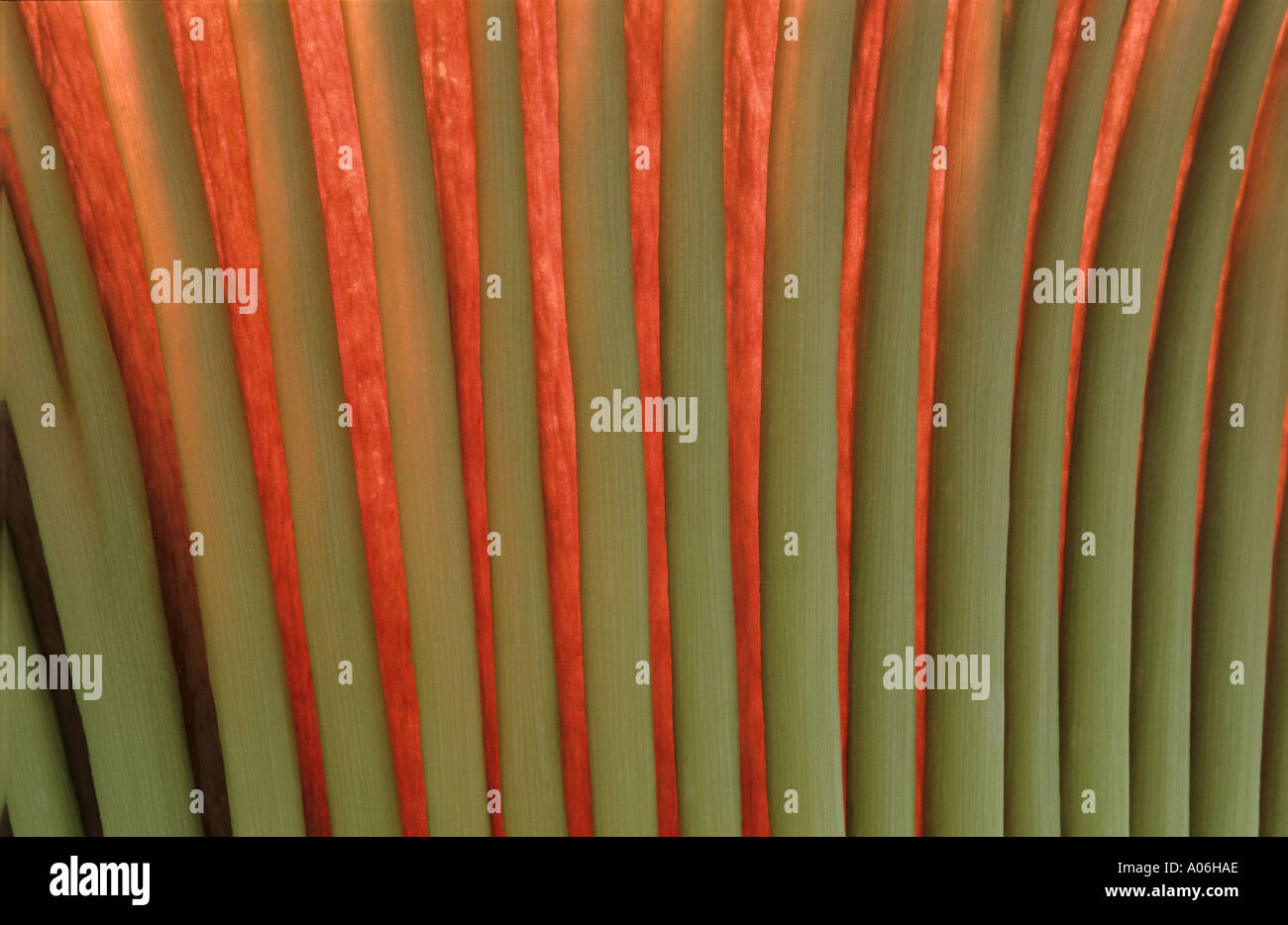 Red amorphophallus titanum hi-res stock photography and images - Alamy