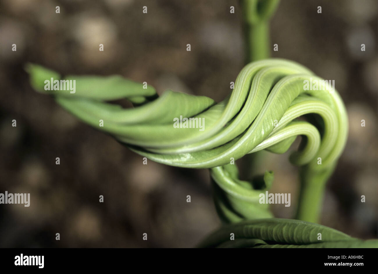 Curled leaf hi-res stock photography and images - Alamy