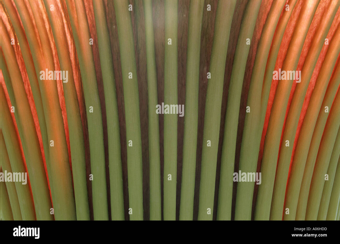 Amorphophallus titanum titan arum corpse flower Stock Photo - Alamy