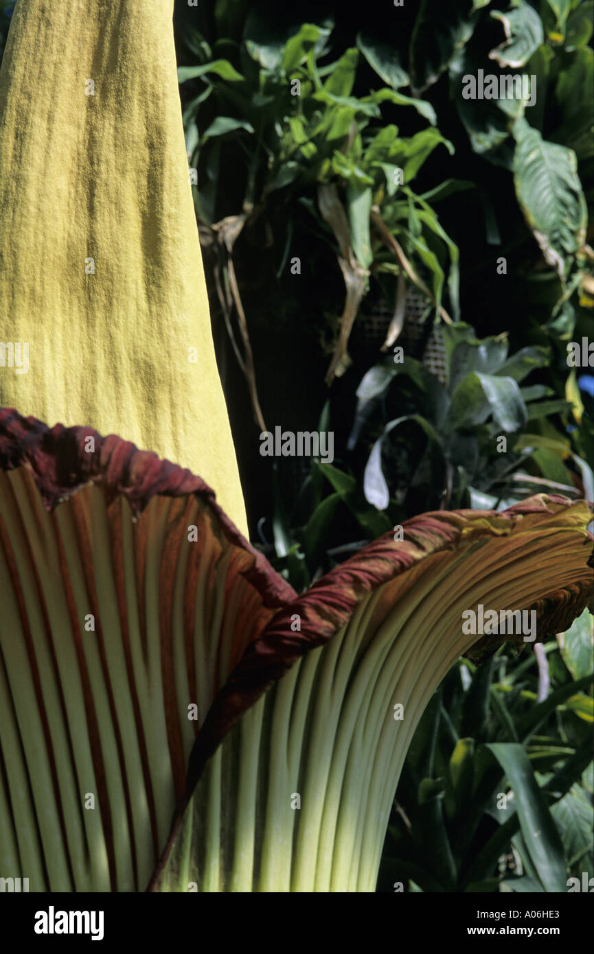 Rotting flesh flower hi-res stock photography and images - Alamy