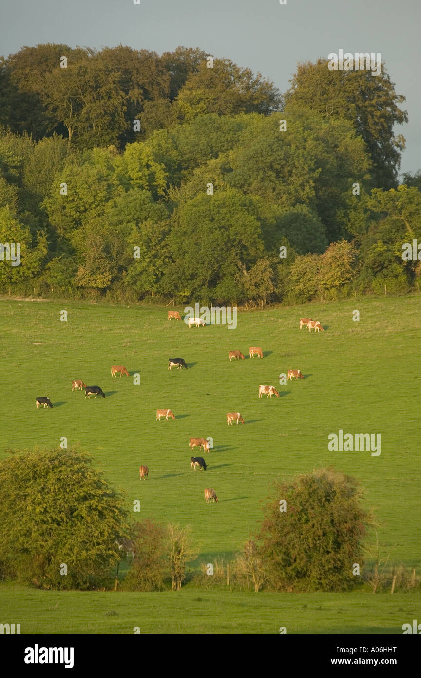 Cows in a field at Hambleden Lock in the Buckinghamshire countryside ...