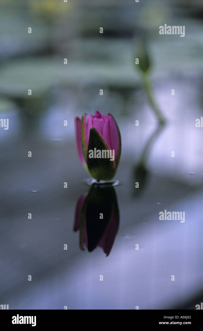 Pink water lily nymphaea sp hi-res stock photography and images - Alamy