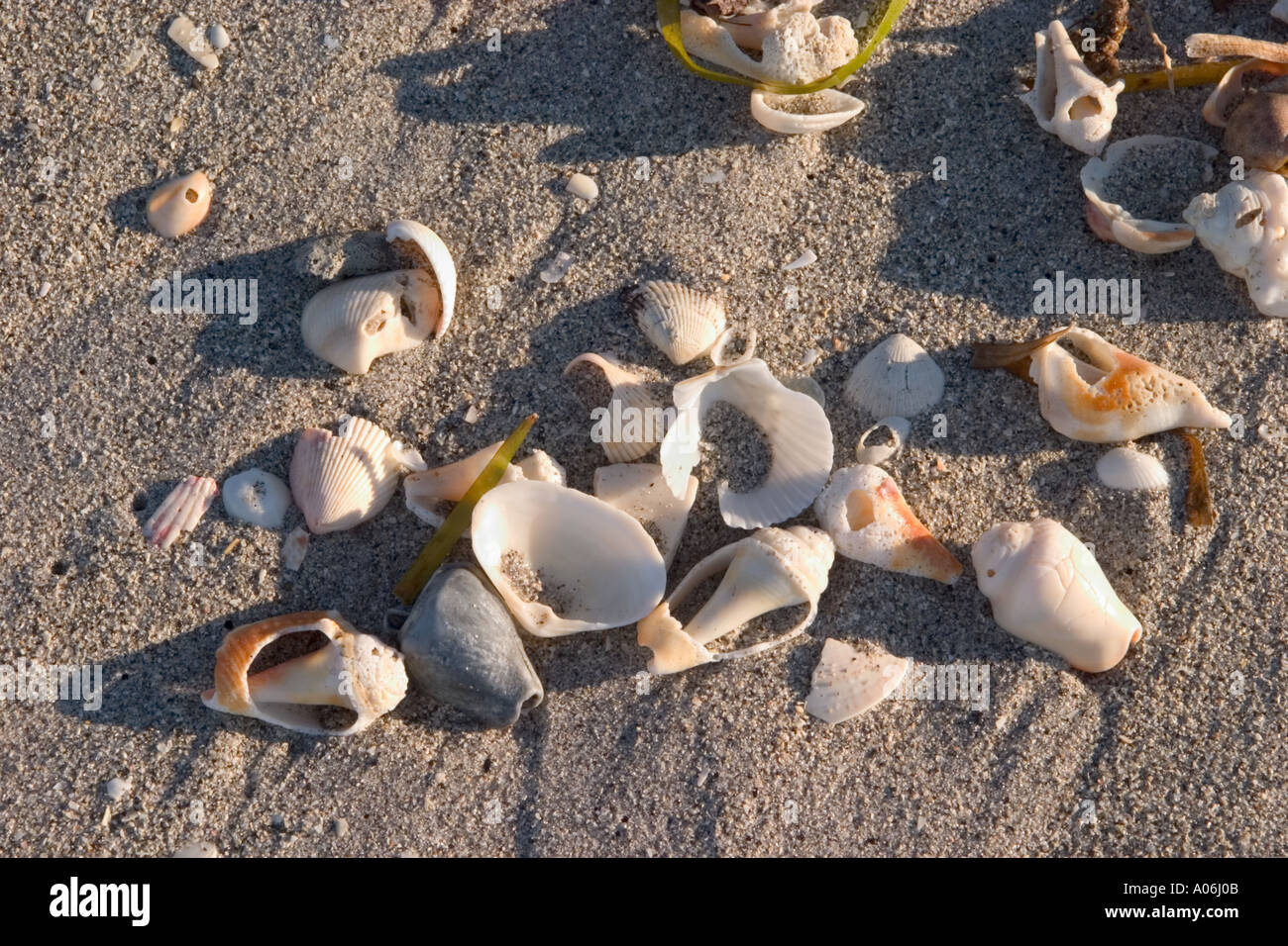 Shells on the beach Gulf of Mexico Venice Florida Stock Photo - Alamy