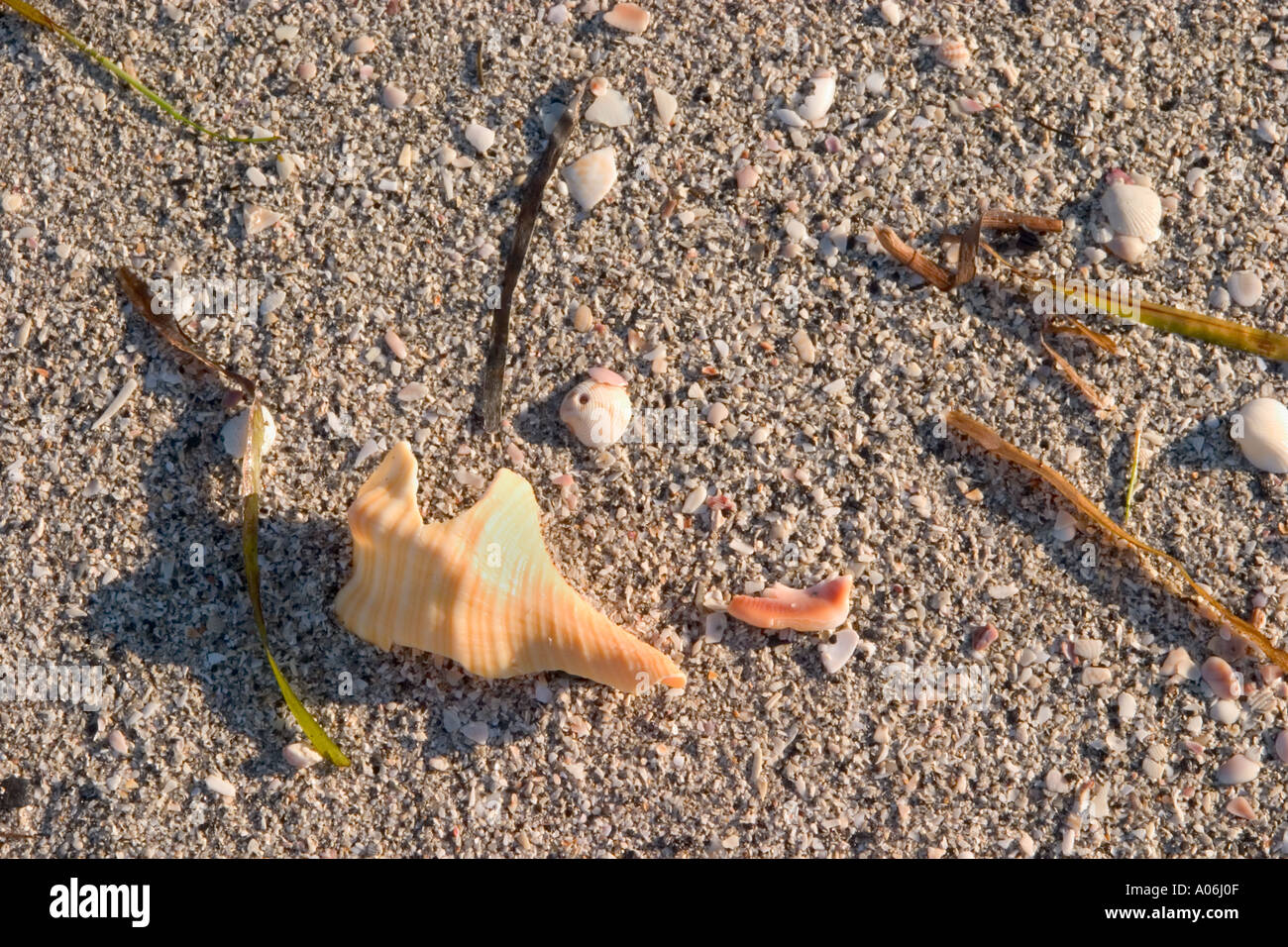 Shells on the beach Gulf of Mexico Venice Florida Stock Photo - Alamy