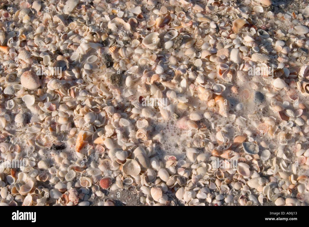 Shells on the beach Gulf of Mexico Venice Florida Stock Photo - Alamy
