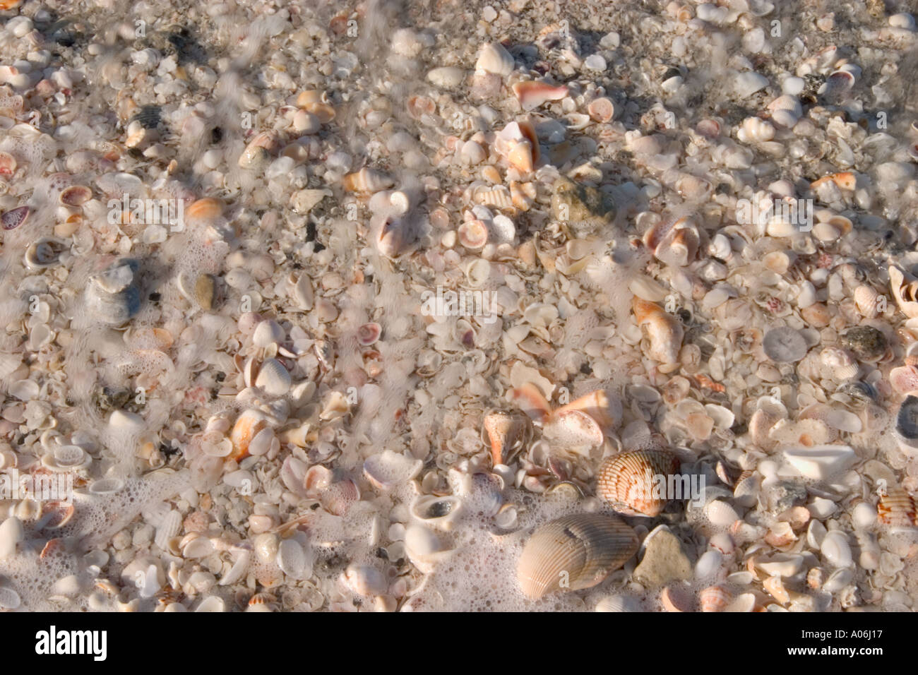 Venice beach florida shells hi-res stock photography and images - Alamy