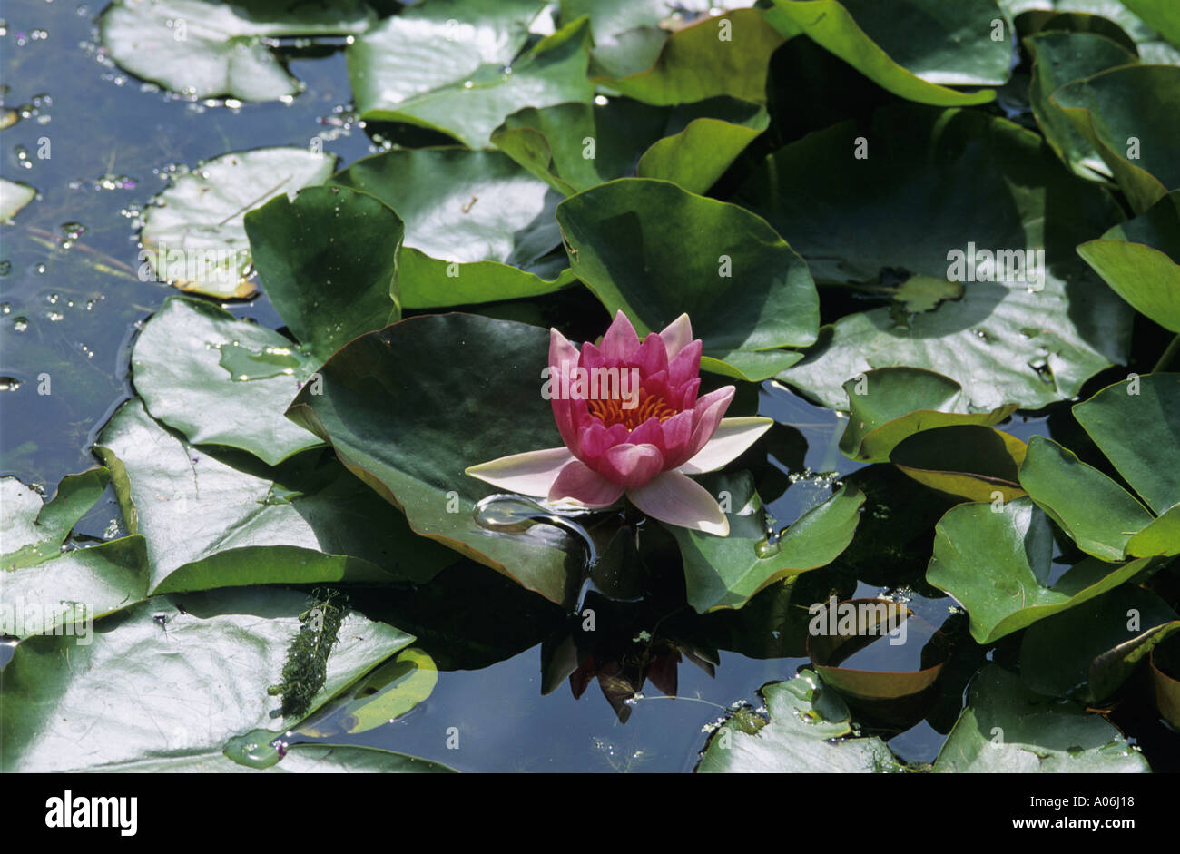 Pink Water Lilly Stock Photo - Alamy