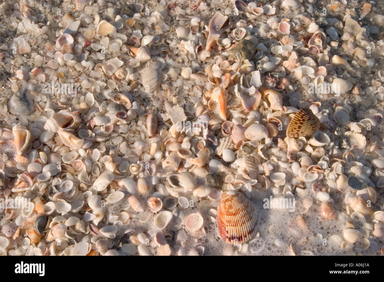 Shells on the beach Gulf of Mexico Venice Florida Stock Photo - Alamy