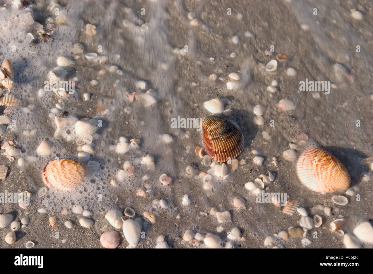 Shells on the beach Gulf of Mexico Venice Florida Stock Photo - Alamy