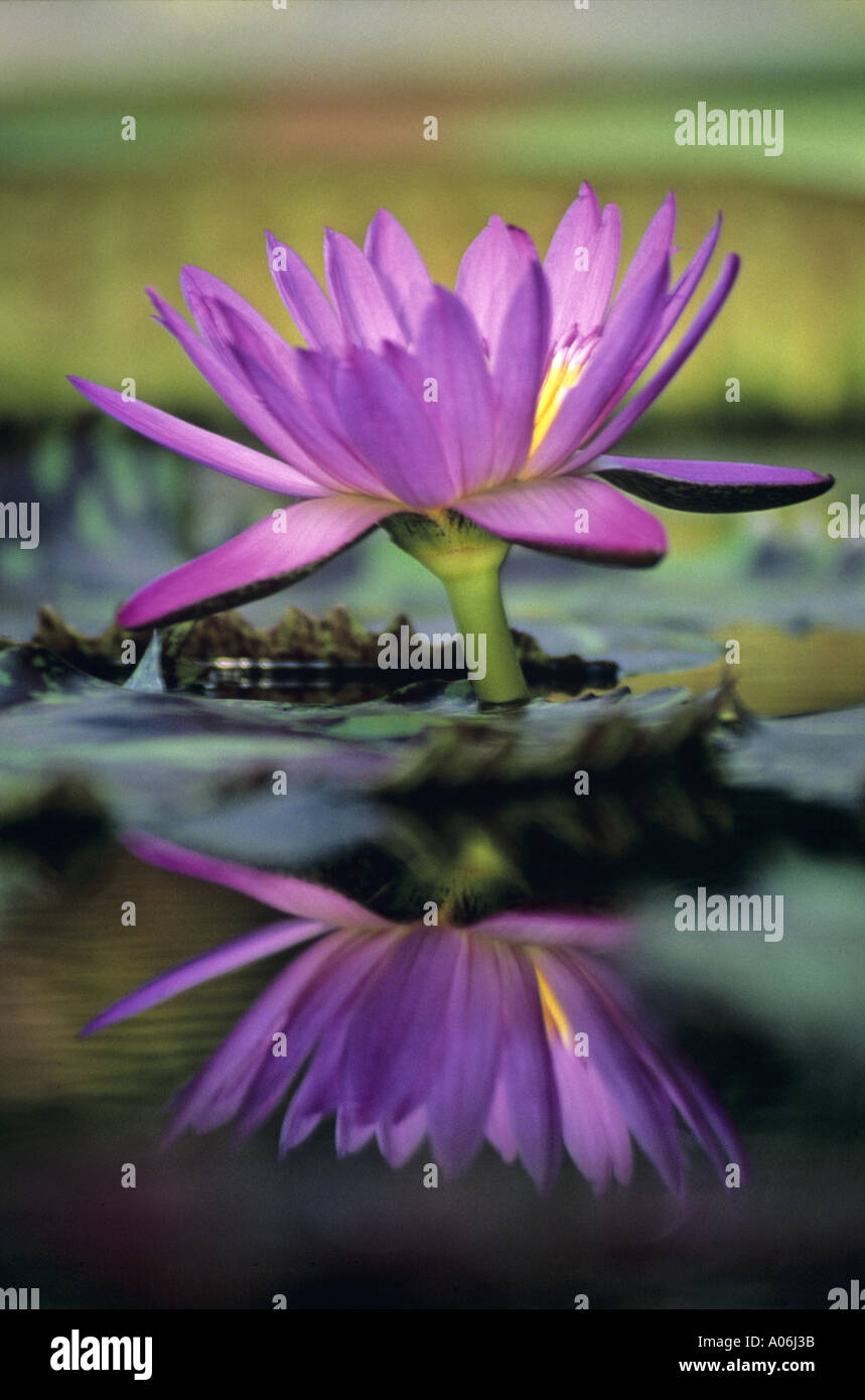 Pink Purple Water Lilly reflection Stock Photo - Alamy