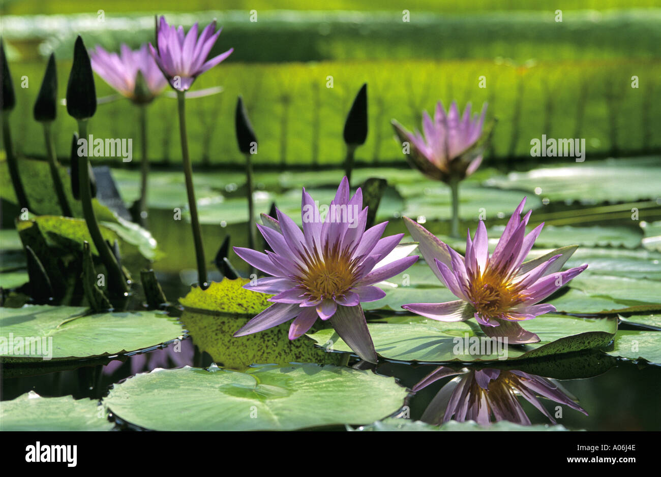 Lilies on pond hi-res stock photography and images - Alamy