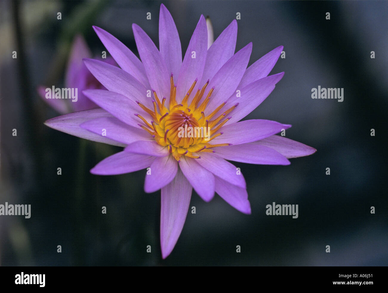 Puple Water Lily Stock Photo - Alamy