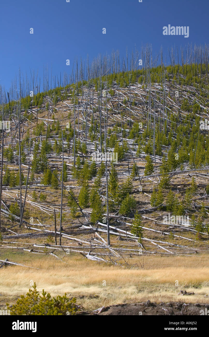 Trees after forest fire hi-res stock photography and images - Alamy