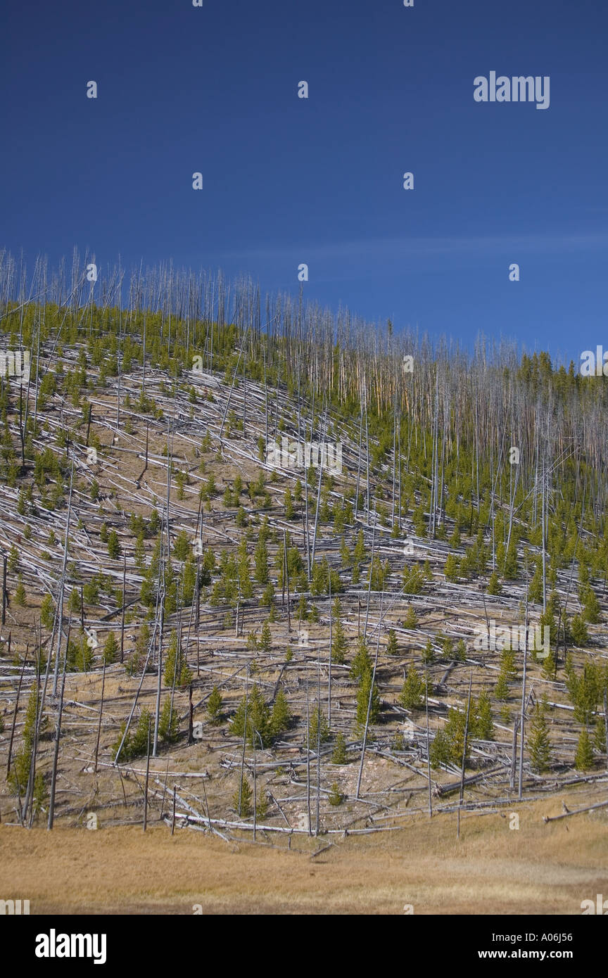Trees growing after forest fire Stock Photo - Alamy