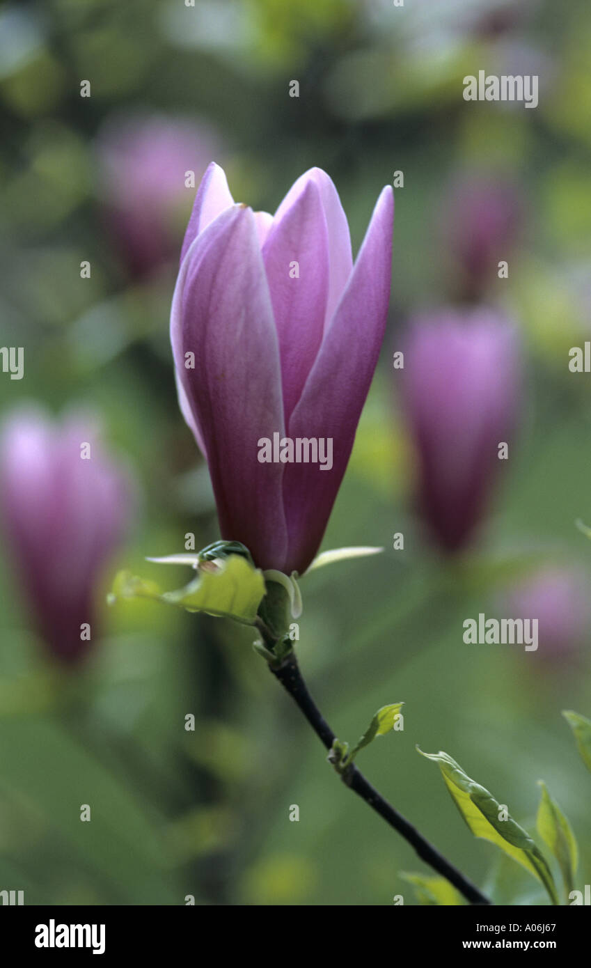 Magnolia aesthetic hi-res stock photography and images - Alamy