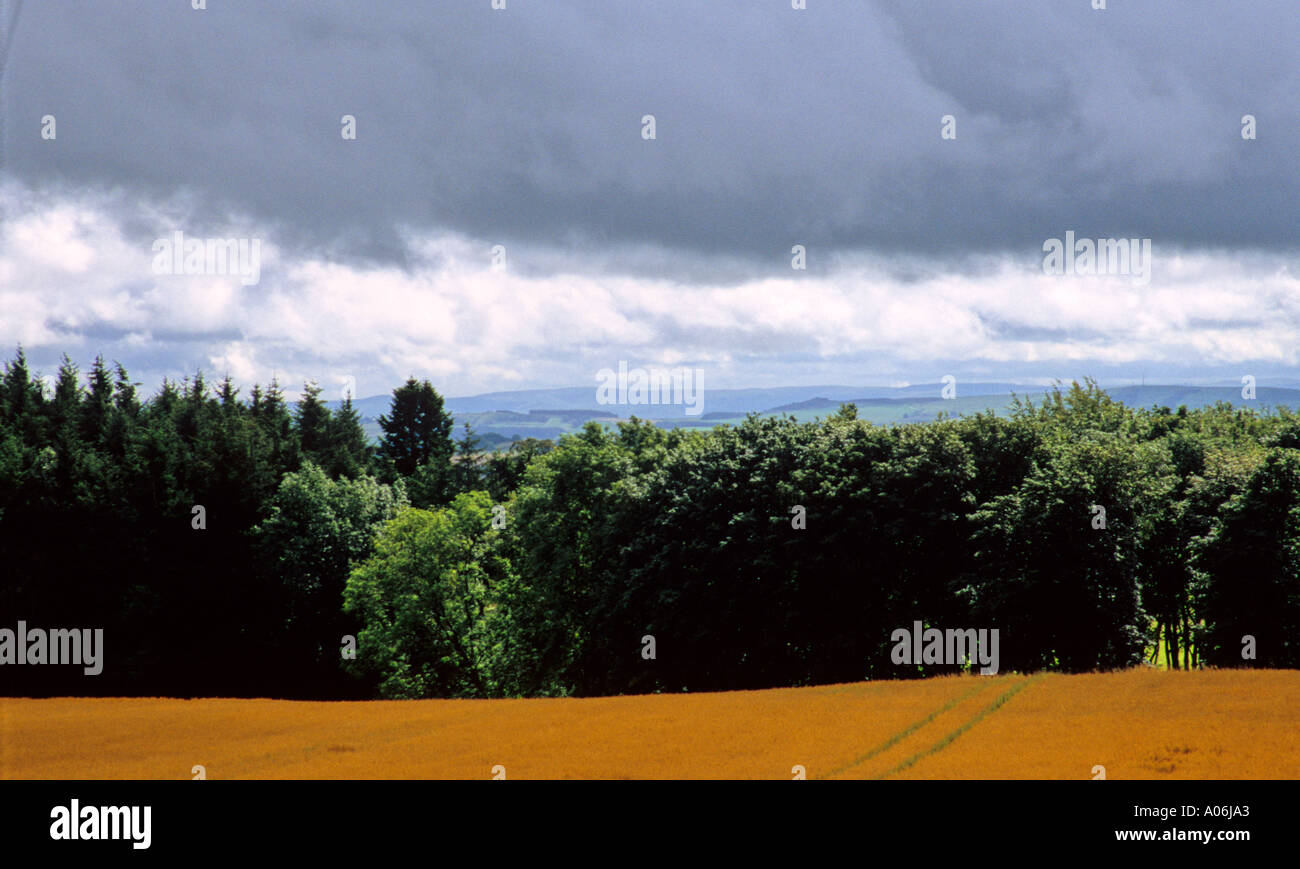 Lilliesleaf hi-res stock photography and images - Alamy