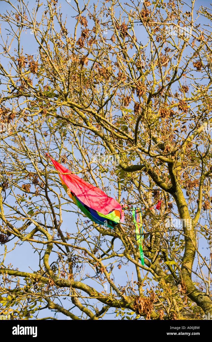 Kite stuck in tree hi-res stock photography and images - Alamy