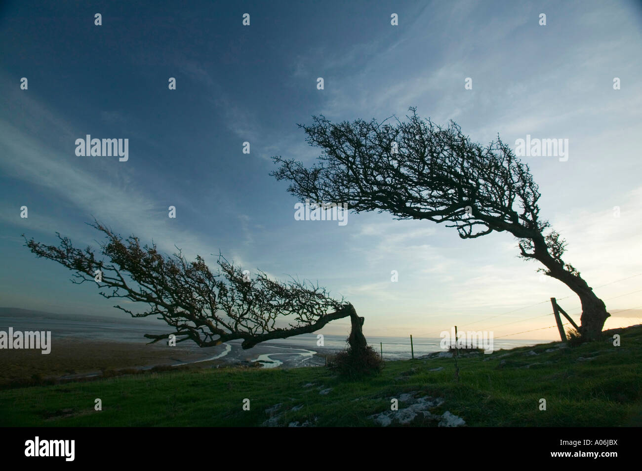 Bent over tree hi-res stock photography and images - Alamy