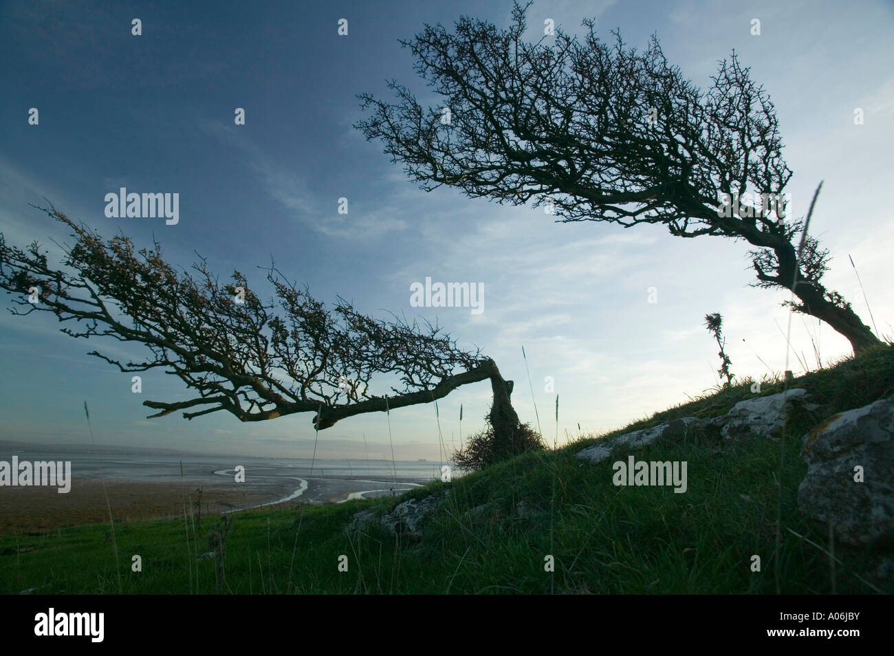 Tree bent prevailing wind wind hi-res stock photography and images - Alamy