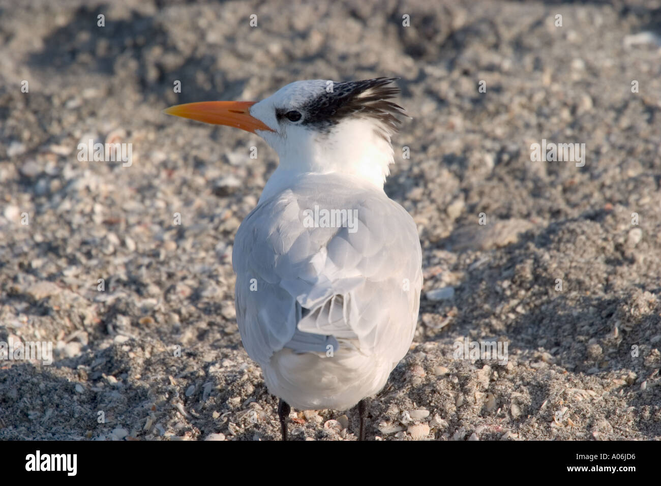 Royal tern birds hi-res stock photography and images - Alamy