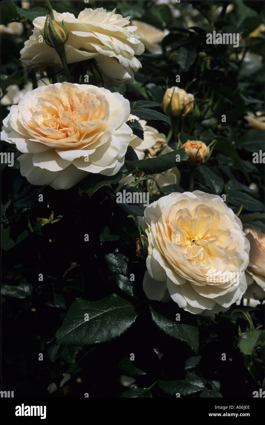 Cream rose hi-res stock photography and images - Alamy