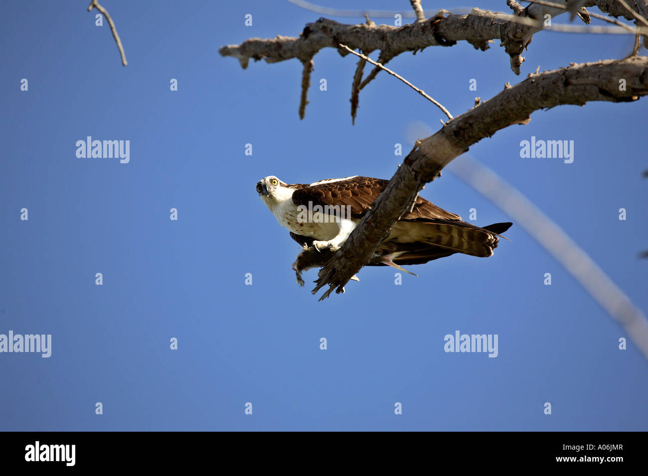 Osprey with a fish in talon on Sanibel Island in Florida USA Stock ...