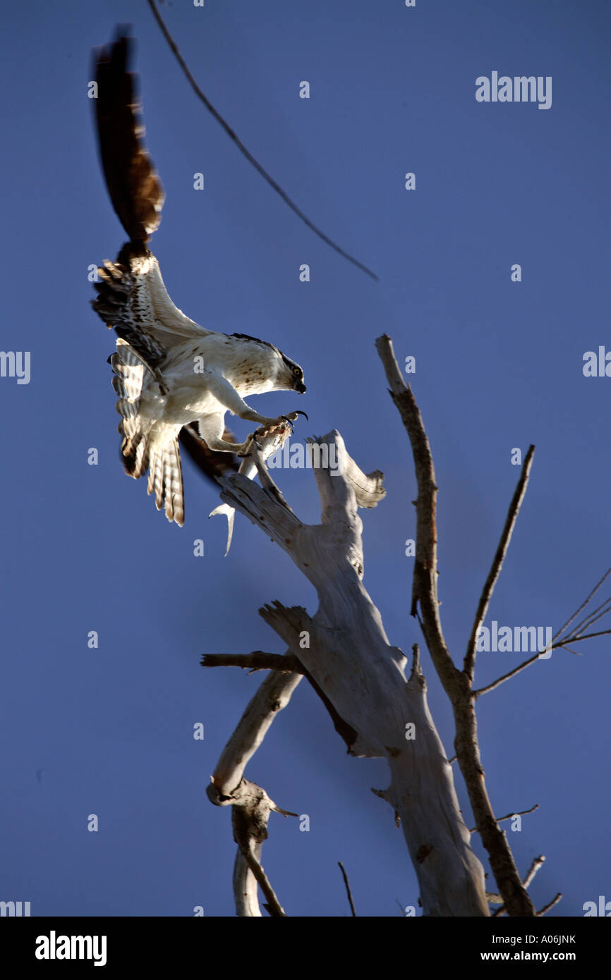 Osprey with a fish in talon on Sanibel Island in Florida USA Stock ...