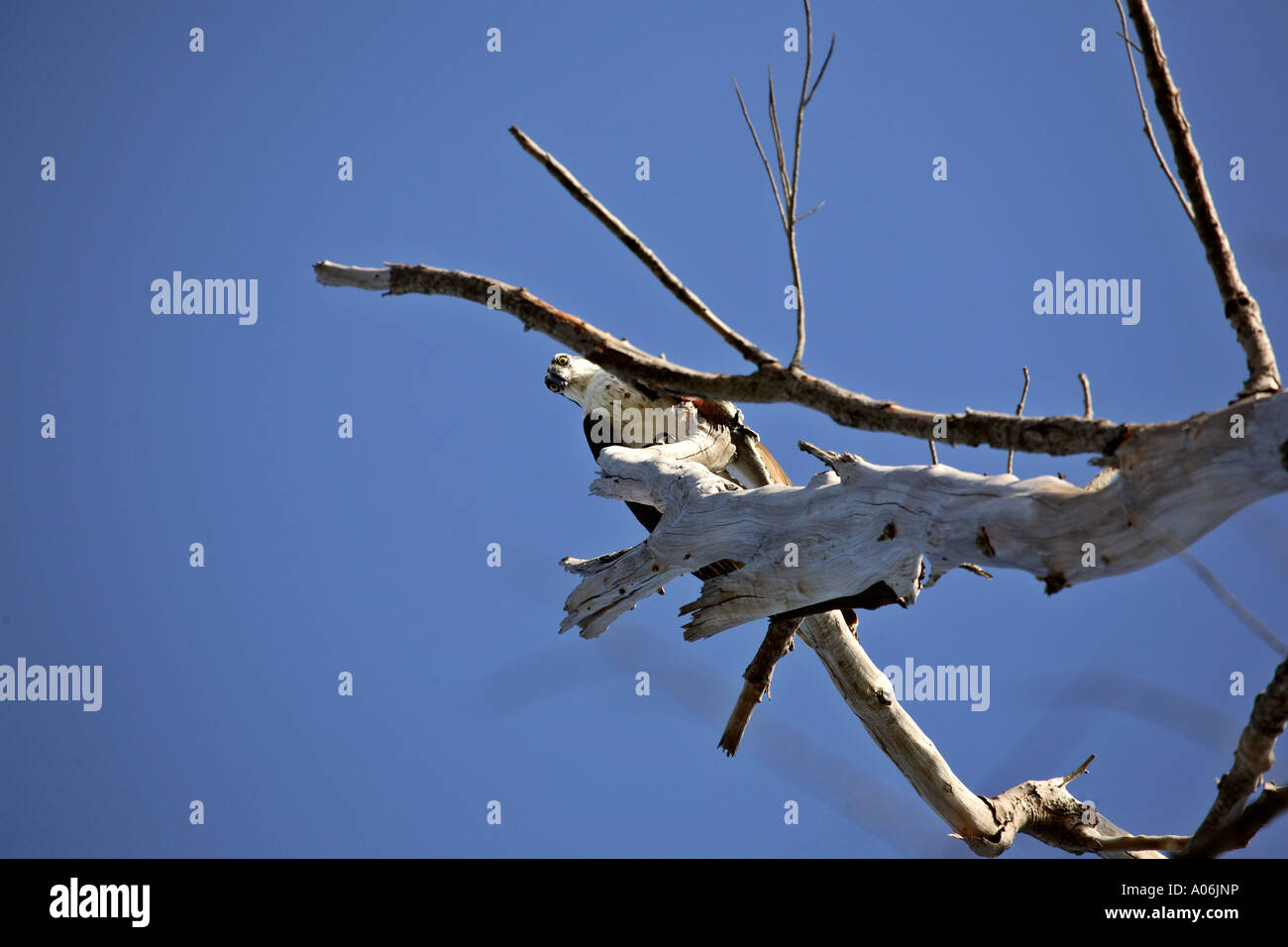 Osprey with a fish in talon on Sanibel Island in Florida USA Stock ...