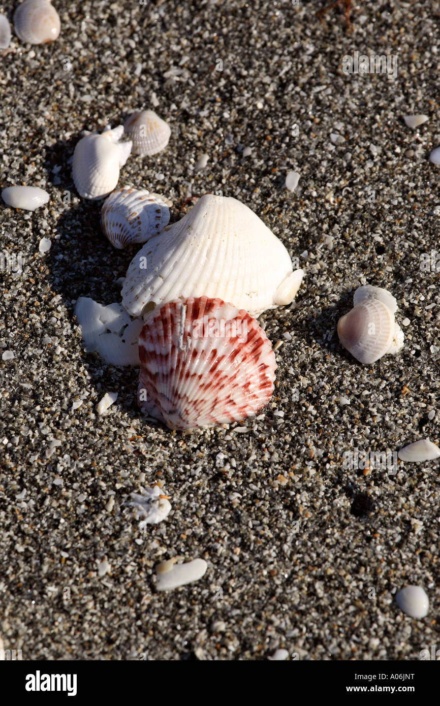 Seashells on a beach in Florida USA Stock Photo - Alamy