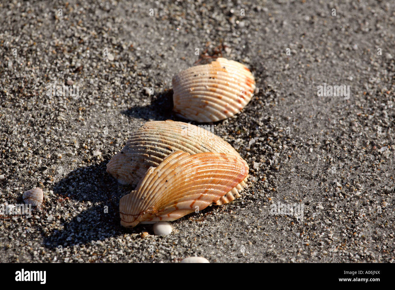Seashells on a beach in Florida USA Stock Photo - Alamy