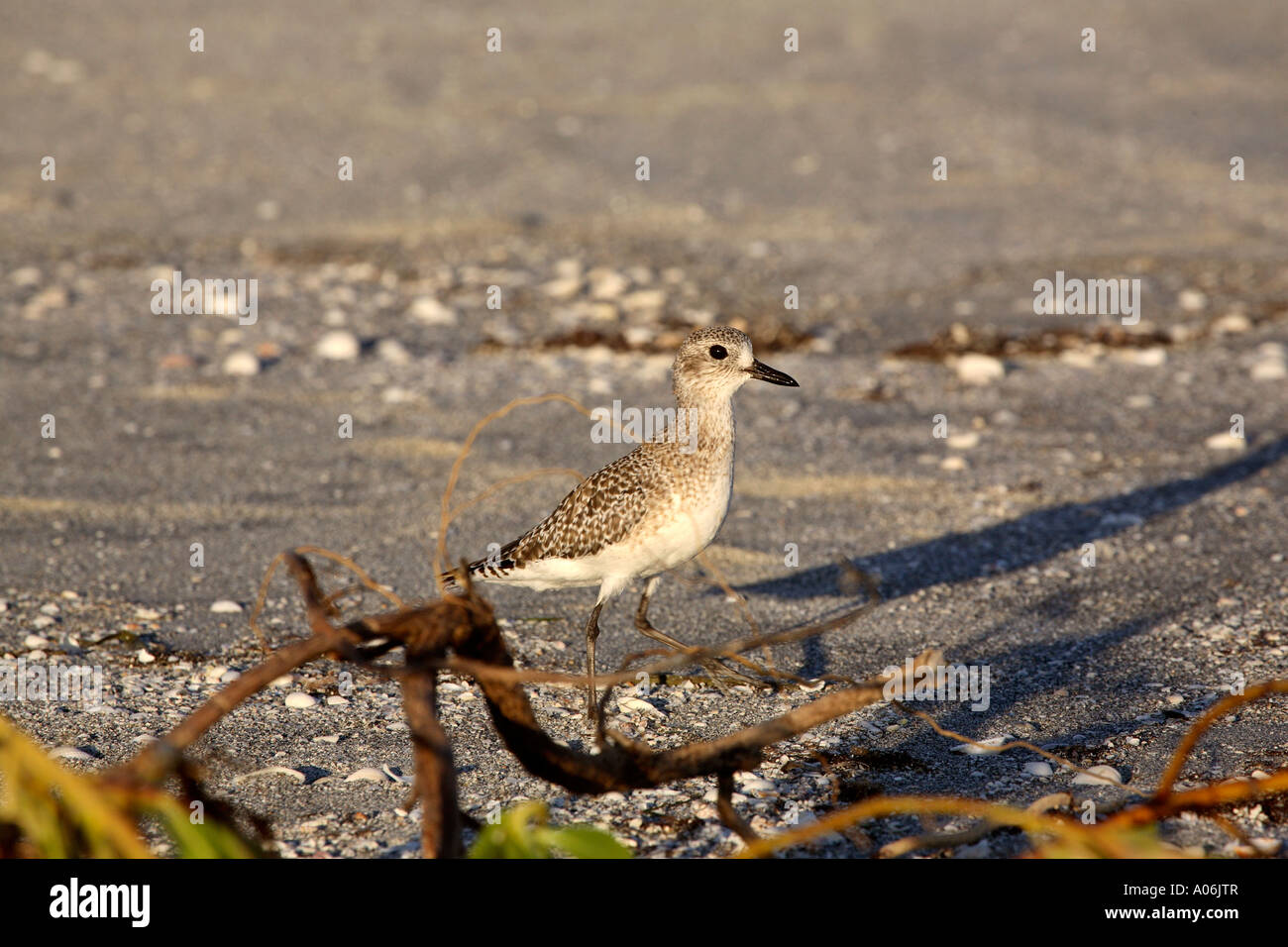Black-bellied Plover on a beach in Florida USA Stock Photo - Alamy