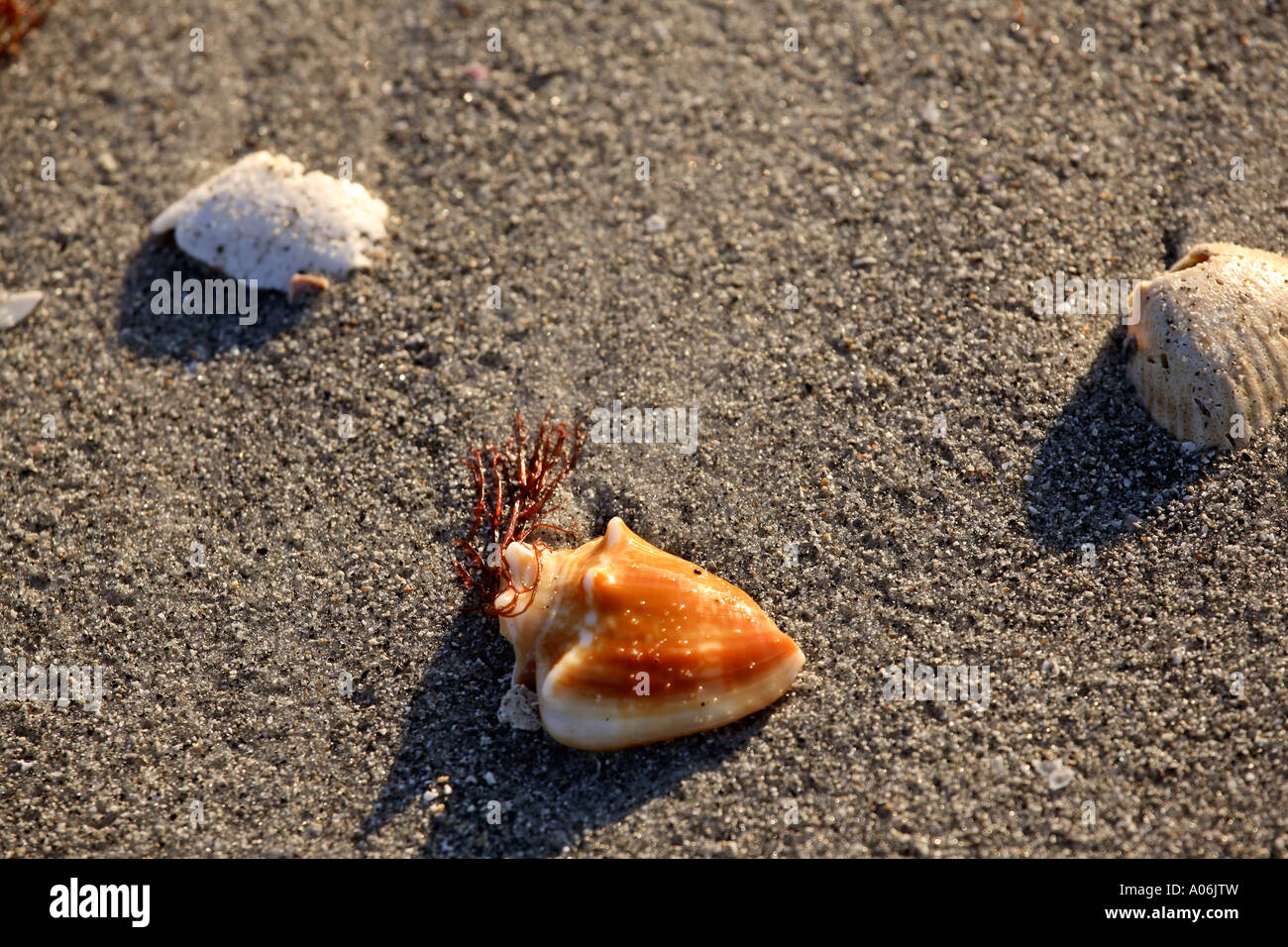 Seashells on a beach in Florida USA Stock Photo - Alamy