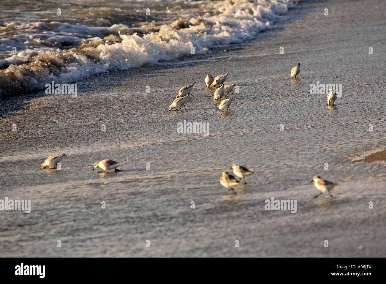 Black-bellied Plovers in the surf on Sanibel Island in Florida Stock ...