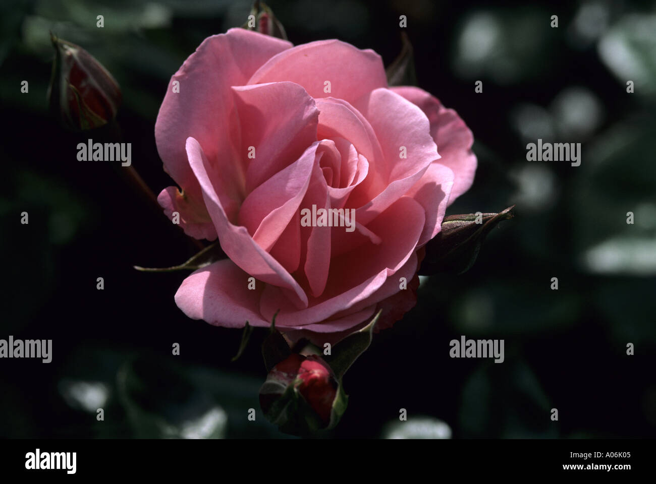 Rose petals garland hi-res stock photography and images - Alamy