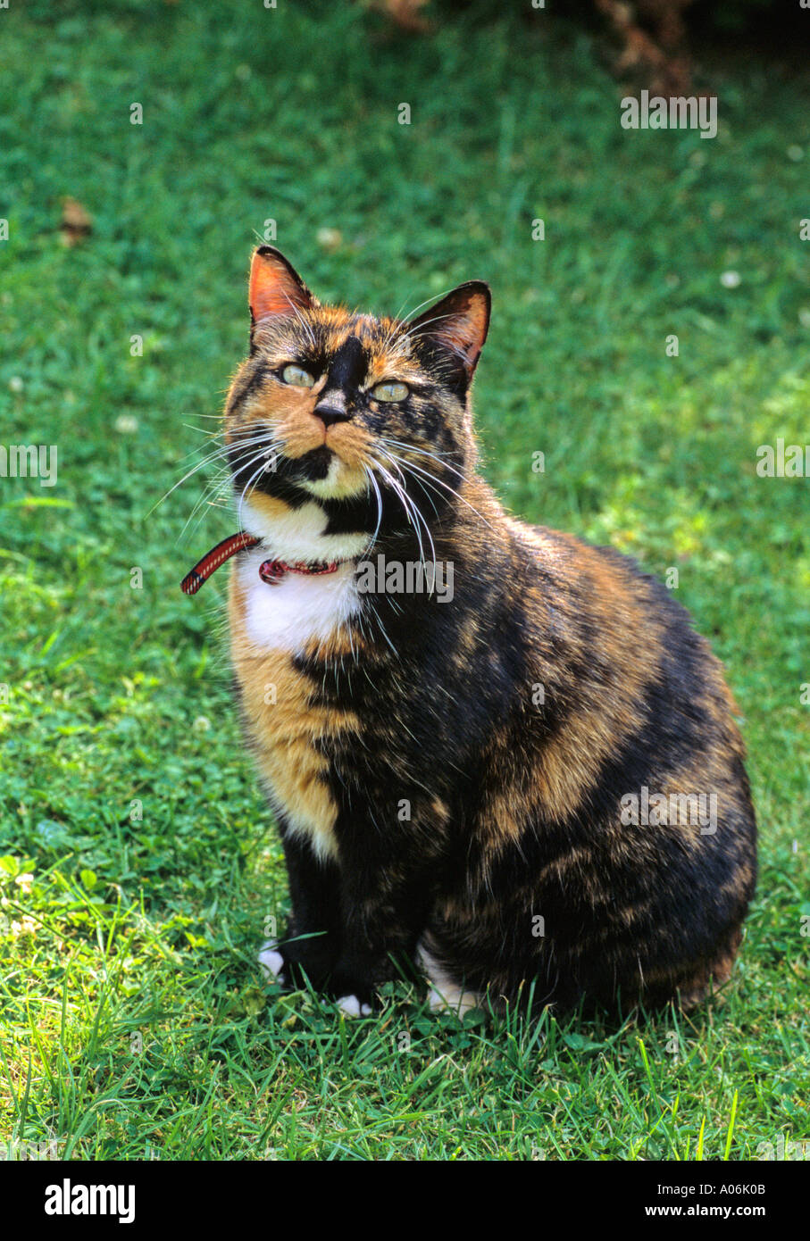 Domestic cat felis domesticus Stock Photo - Alamy
