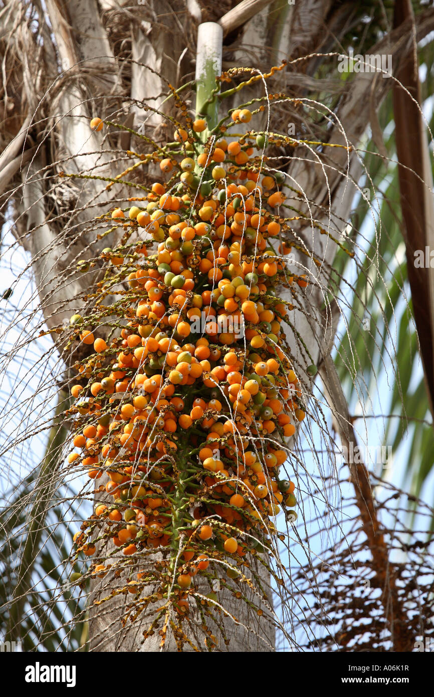 fruit on palm tree in Florida USA Stock Photo - Alamy