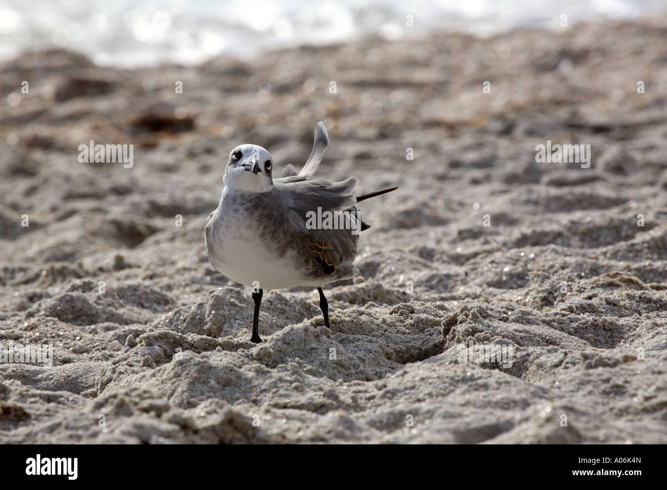 Laughing Gull on a beach in Florida USA Stock Photo - Alamy