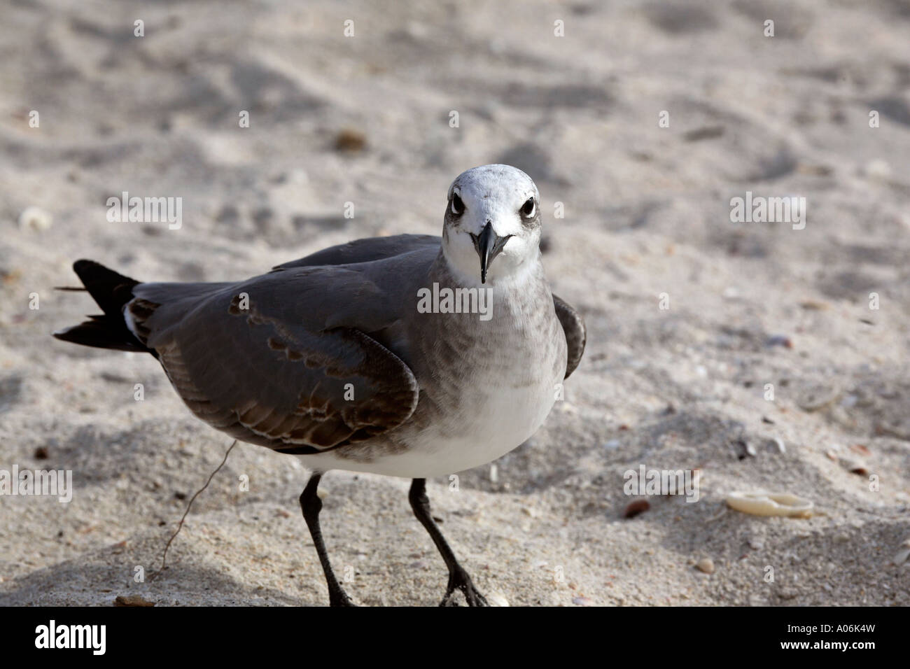 Laughing Gull on a beach in Florida Stock Photo - Alamy