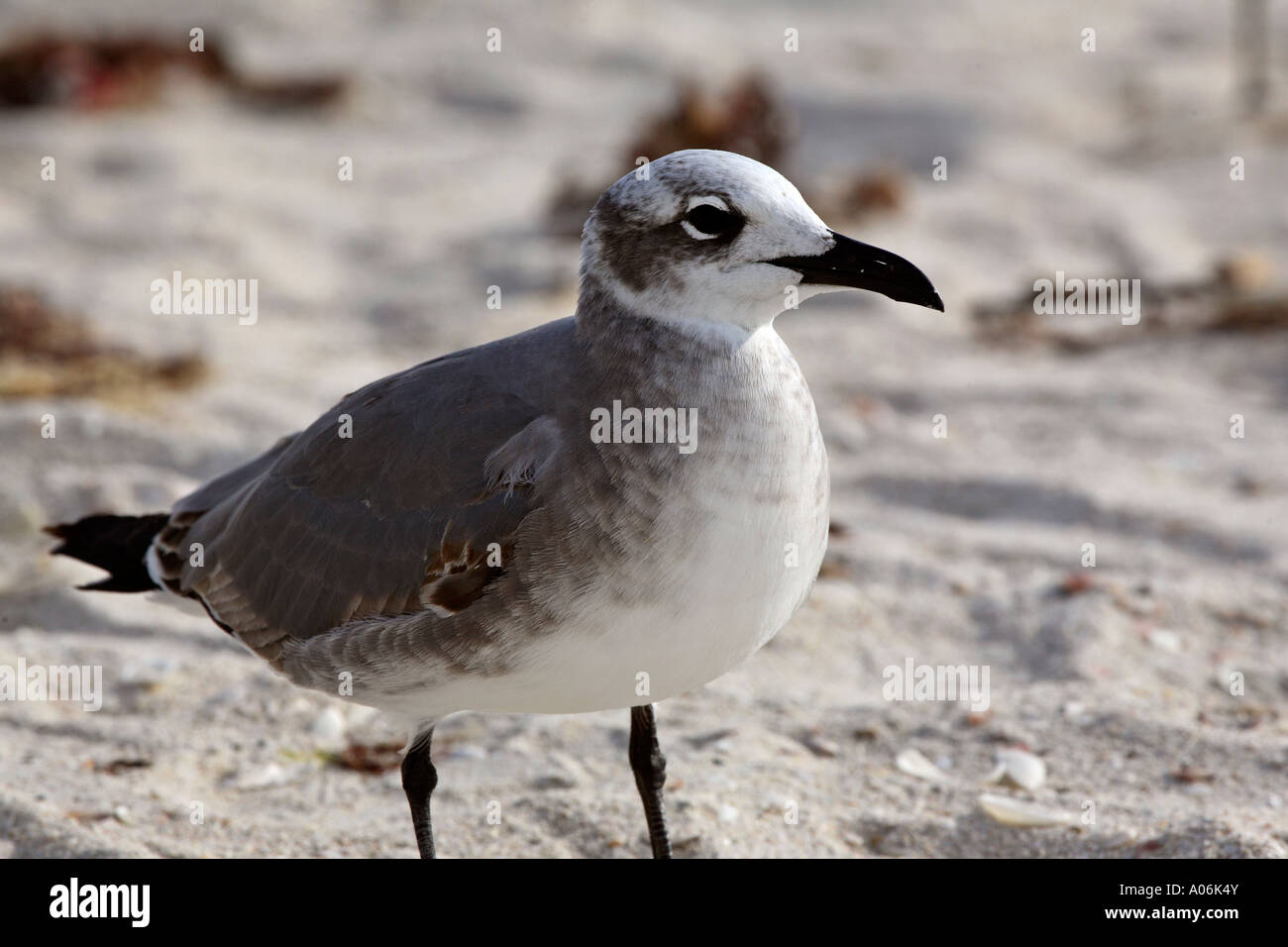 Laughing Gull on a beach in Florida Stock Photo - Alamy