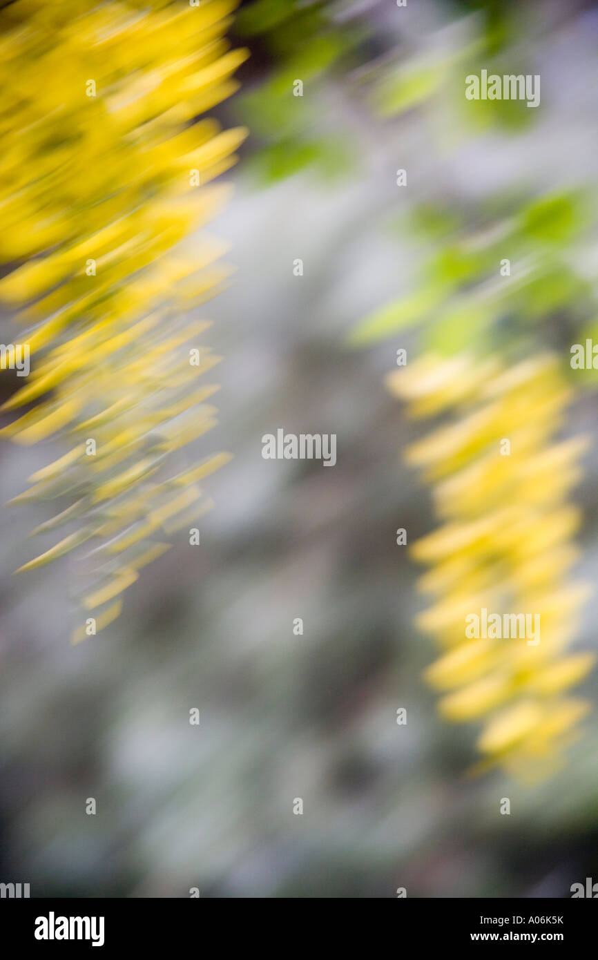 Yellow flowers blowing in the wind Stock Photo - Alamy