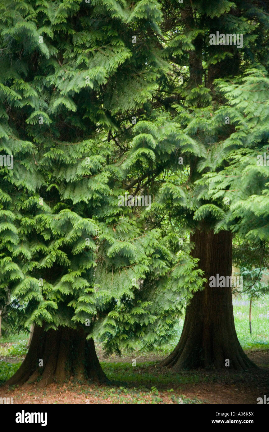 Two evergreen trees in an english country garden Stock Photo - Alamy